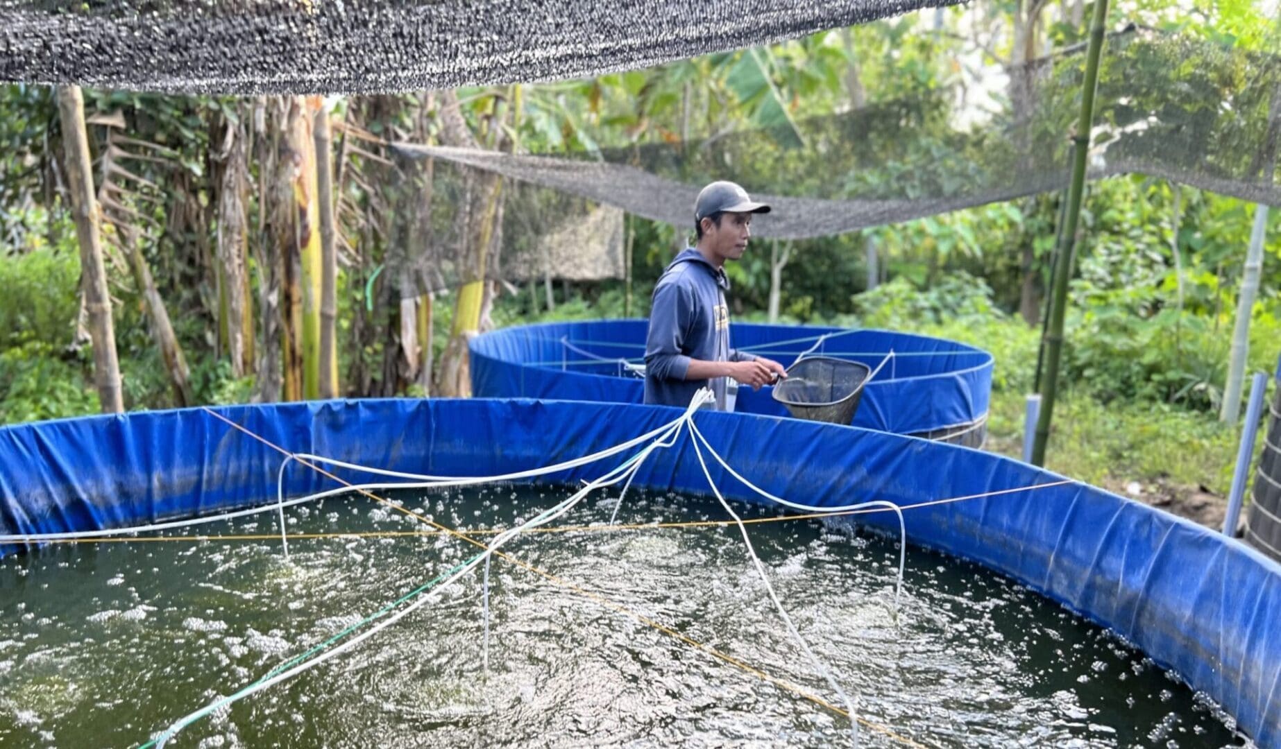 The power to recover: How fish farming is helping a disaster-hit ...
